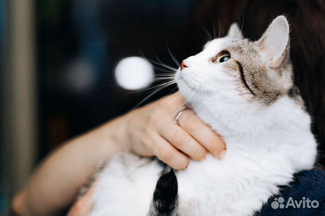 Кошечка Зая