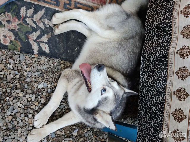 Сибирский хаски