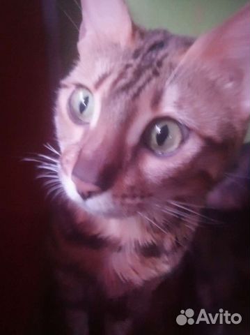 Бенгальская кошка