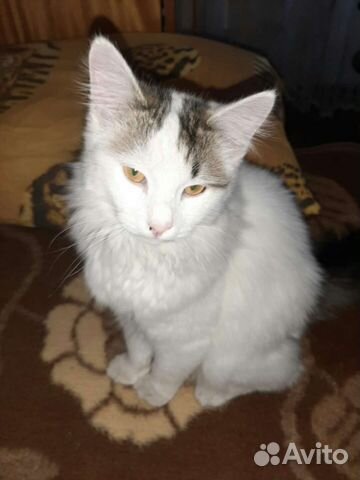 Турецкий ван котик кастрированный 8 мес