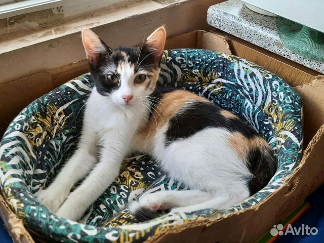 Котики - крысоловы