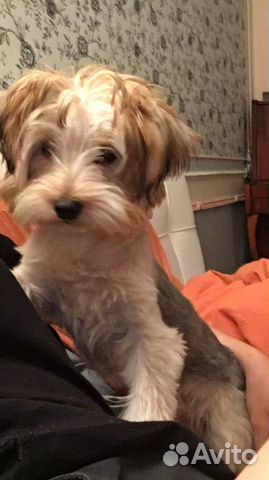 Ерширский терьер стандарт