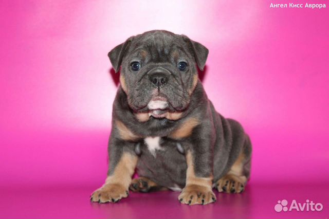 Голубые англичанки