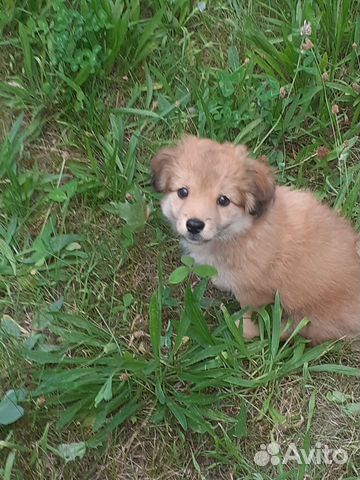 Собаки щенки продажа