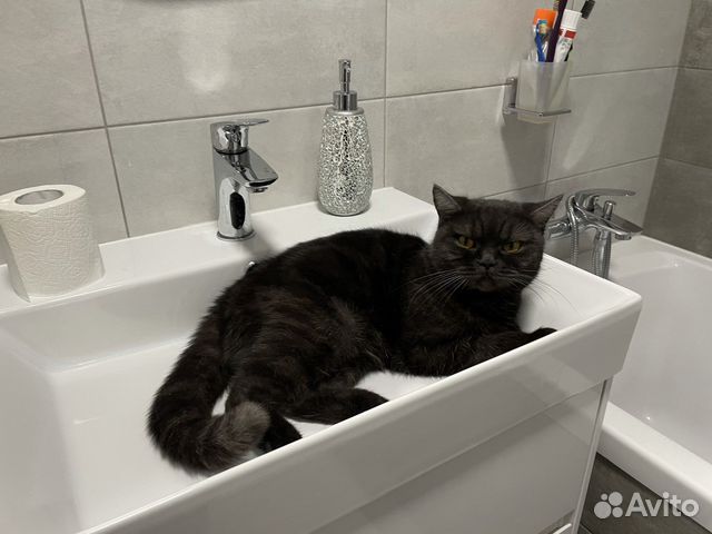 Шотландская кошечка в доьрые руки