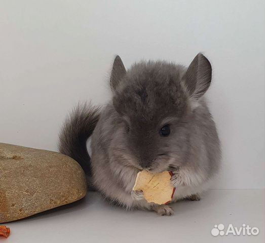 Фиолетовый ангорский шиншилленок девочка 2,5 мес