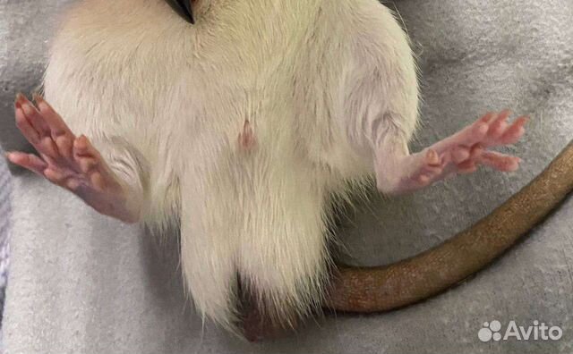 Крыса дамбо мальчик