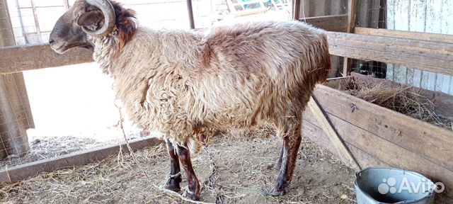 Прадаю барана