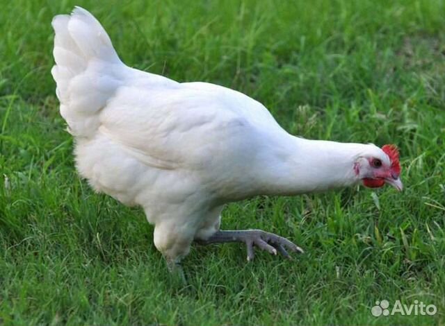 Куры несушки продам 5 шт