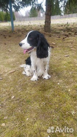 Щенки русского спаниеля