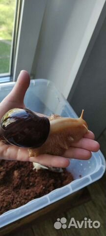 Улитки ахатины большие