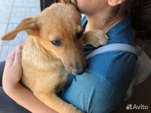 Щенок в добрые руки