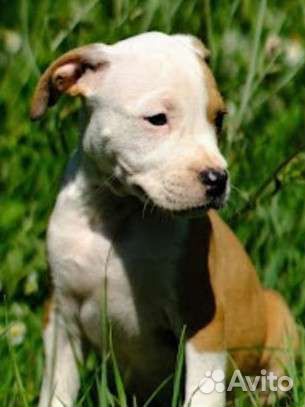 Щенки американского стаффордширского терьера