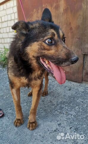 Рокки ищет дом