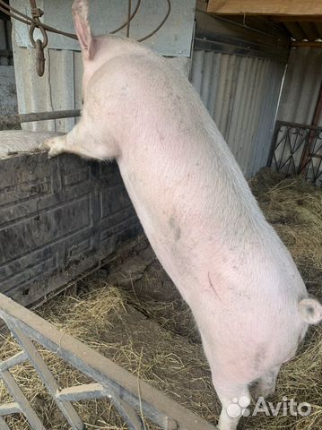 Услуги хряка