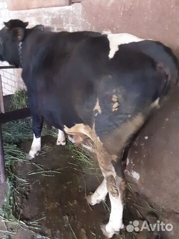 Бык и телка