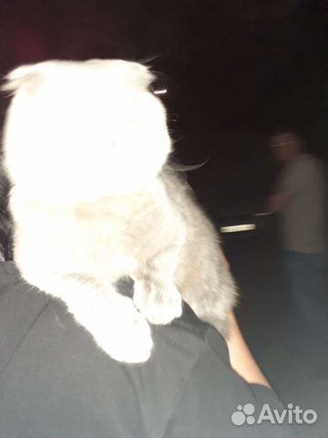 Котики бесплатно