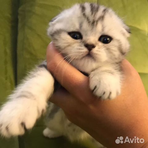 Шотландские котята: мраморные, голубые и другие