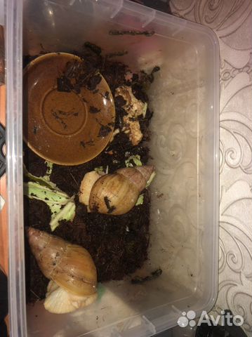 Улитки ахатины