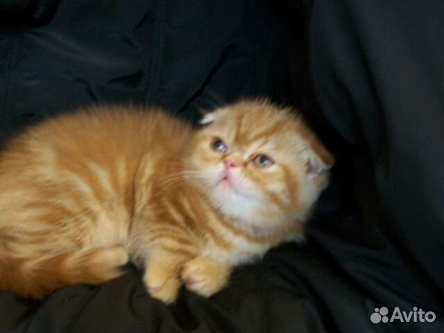 Котёнок экзотик девочка