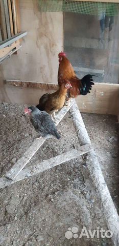 Петух кучинской юбилейной и курочка