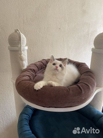 Рэгдолл мальчик