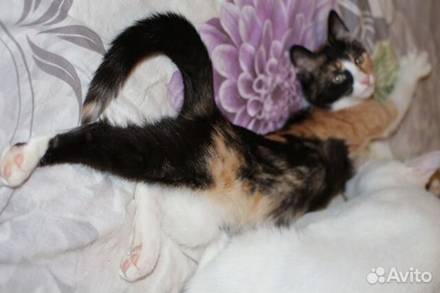 Пестрая трехцветная домашняя кошечка