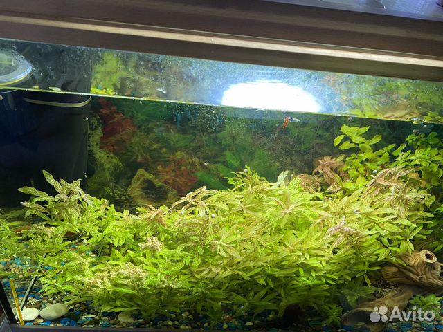 Гигрофила многосеменная мраморная