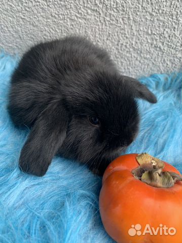Карликовый вислоухий крольчонок