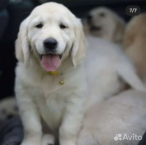 Золотистый ретривер