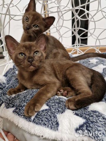 Бурманские котята