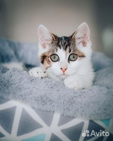 Котенок в дар