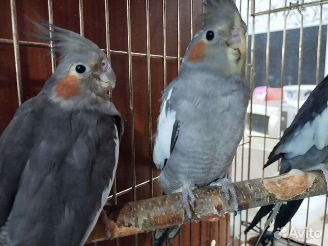 Птенцы кореллы