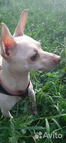 Случка собак