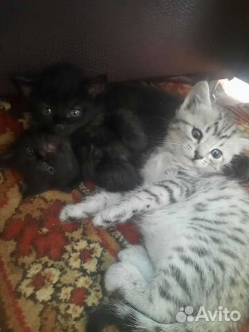 Котята шатландцы помесь