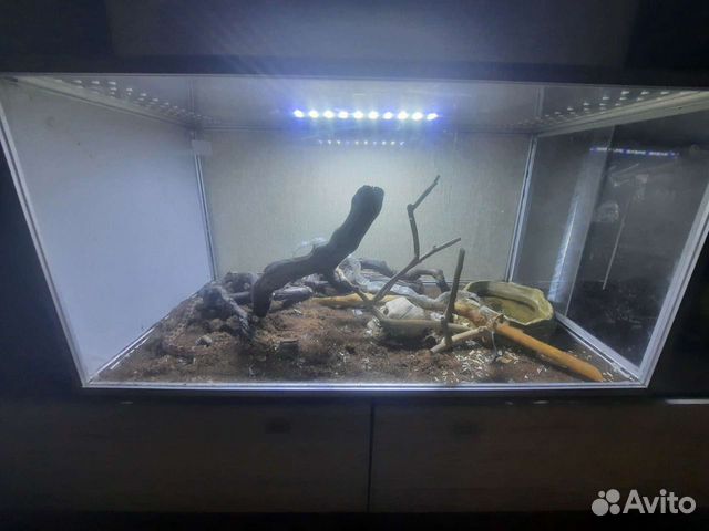 Змея маисовый полоз