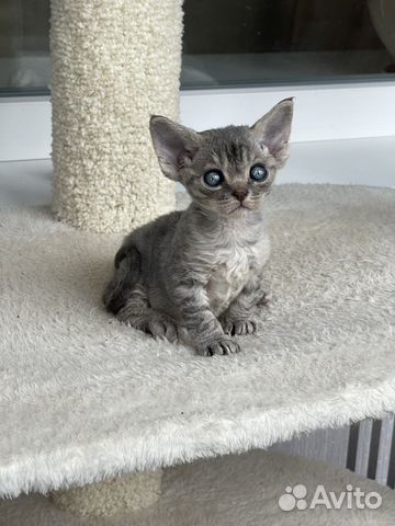 Котенок девон-рекс