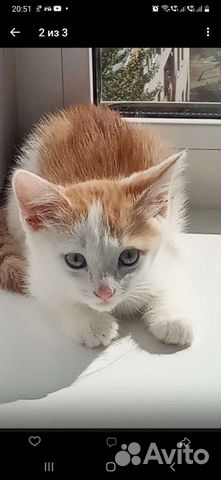 Рыжий котенок в любящие руки