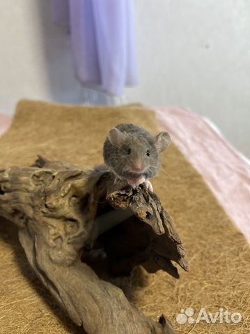 Мышь Рекс