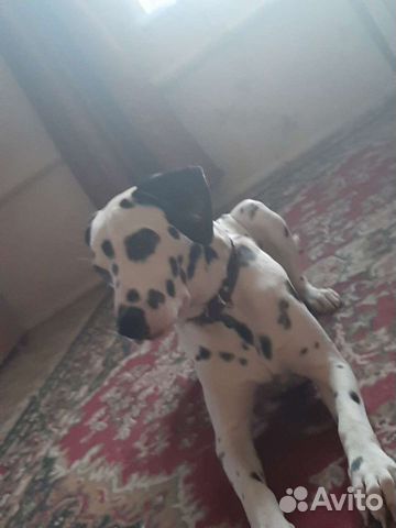 Далматинец