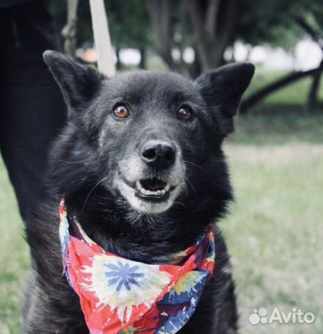 Взрослая собака из приюта девочка