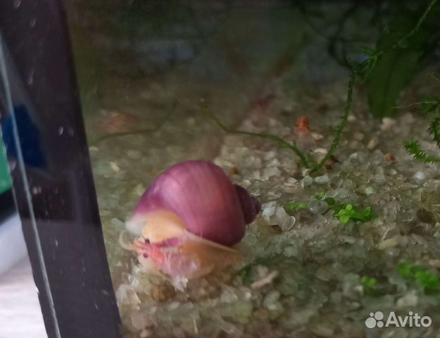 Улитки ампулирии цветные