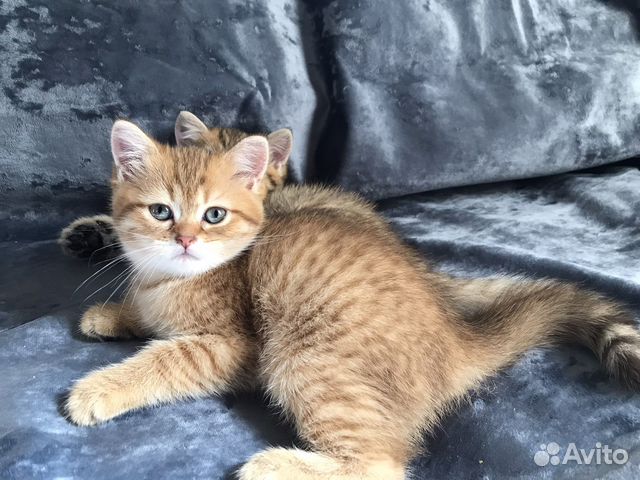 Британские котята