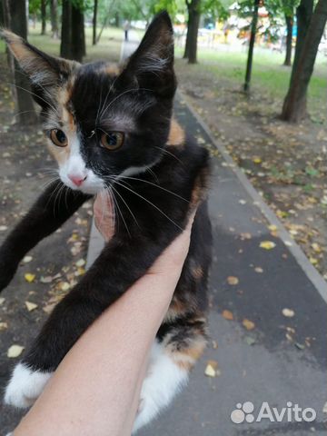 Котята в добрые руки москва