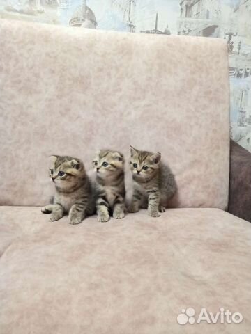 Шотландские котята
