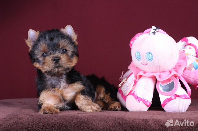 Йорка мелкая Дэбби док. РКФ