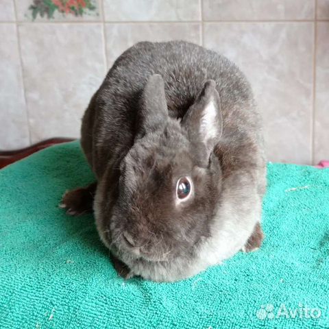 Карликовый рекс