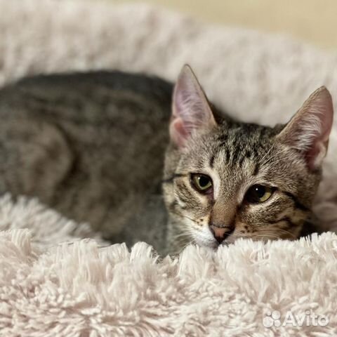 Котята в добрые руки приучены к лотку