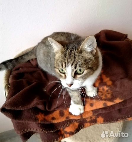 Ксюшка, кошечка с улицы последний шанс
