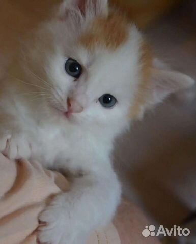 Котята девочки и мальчик полтора месяца